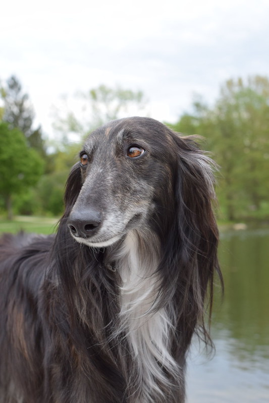 OUR DOGS – Wildmeadow Windhounds