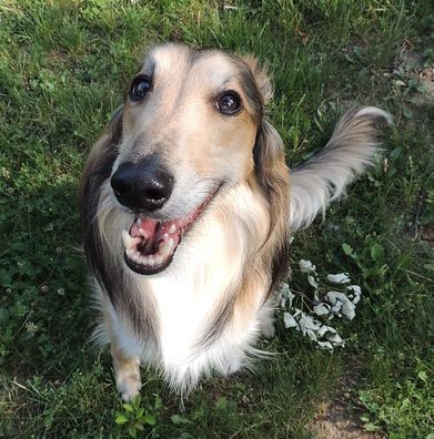 OUR DOGS – Wildmeadow Windhounds