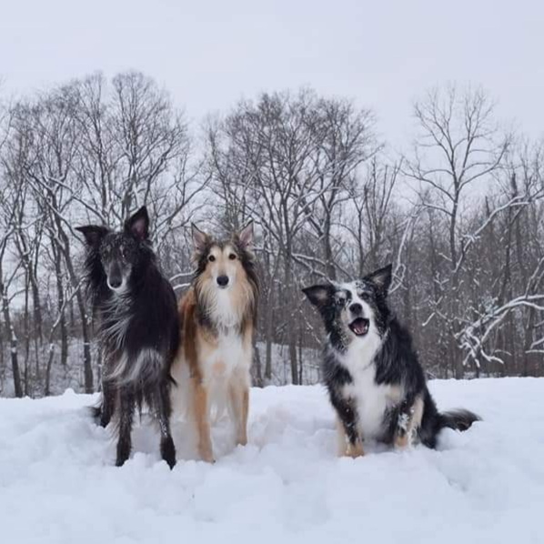 ABOUT – Wildmeadow Windhounds